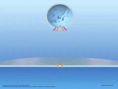 Fusion of vesicle with membrane on Make a GIF