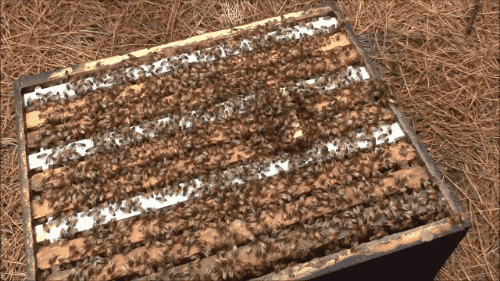 Bee colony NOT accepting new Queen Bee. [video] on Make a GIF