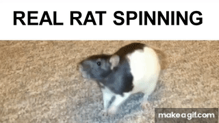 real life horizontally spinning rat on Make a GIF