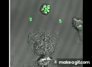 Phagocytosis of MRSA by a human neutrophil on Make a GIF