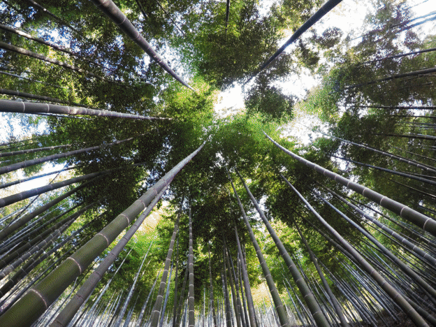 BAMBUTEC Bamboo Structures 2020 on Make a GIF