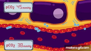 Internal Respiration - How oxygen reaches our body tissues? on Make a GIF
