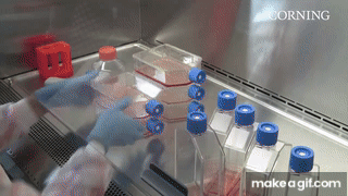 Falcon® Cell Culture Multi-Flask | Multiply your cell growth. Multiply ...