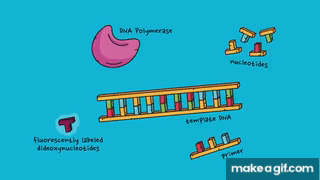 What Is Sanger Sequencing? on Make a GIF