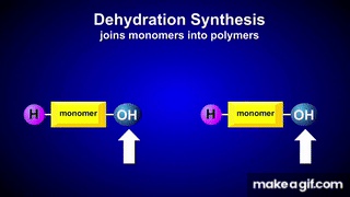 Dehydration Synthesis Animation