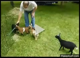 Crazy Baby Goat! Back Flips off Other Goats! on Make a GIF