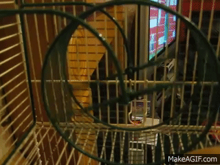 Gerbil running on wheel on Make a GIF