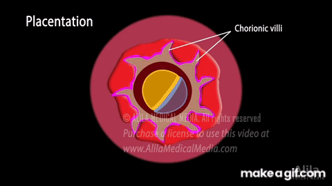 Embryology: Development of the Placenta and Fetal Circulation ...