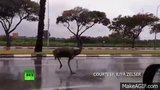 emu running on Make a GIF