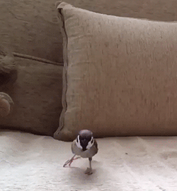 Do a flip on Make a GIF