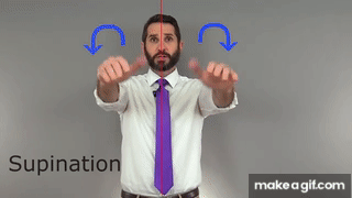 Supination vs Pronation Movement of Forearm, Hand Anatomy Review on ...