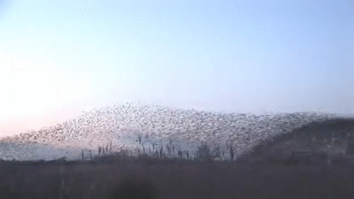 amazing starlings murmuration (full HD) -www.keepturningleft.co.uk on ...