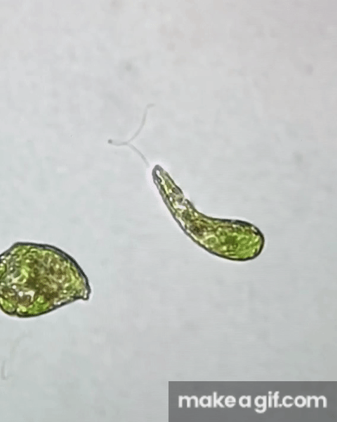 Euglena gracilis (Varisano Clarisse) on Make a GIF