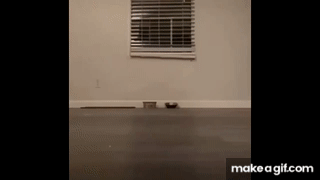 Cat Meme You Died (HD) on Make a GIF