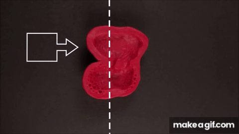 Heart Embryology Animation 3 on Make a GIF