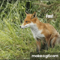 Fox gif on Make a GIF