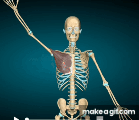 pectoral mayor on Make a GIF