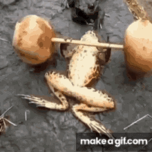 Buff Frog Gym GIF - Buff Frog Gym Frog - Discover & Share GIFs on Make ...