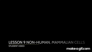 6.6 Lesson 9 Non-human, mammalian cells on Make a GIF