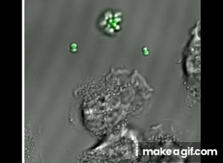 Phagocytosis of MRSA by a human neutrophil on Make a GIF