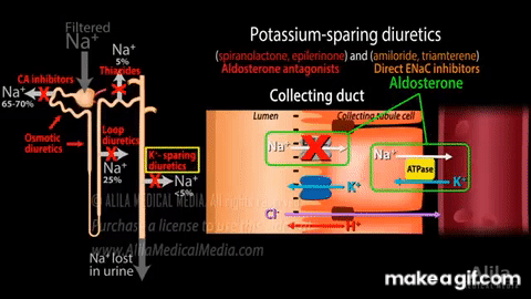 Diuretics - Mechanism of Action of Different Classes of Diuretics ...