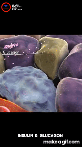 Production of Insulin and glucagon | Alpha & Beta cells on Make a GIF