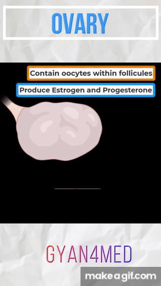 ANATOMY OF OVARY on Make a GIF