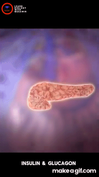 Production of Insulin and glucagon | Alpha & Beta cells on Make a GIF