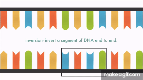Mutations in DNA on Make a GIF