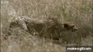 Young Cheetahs Attack Young Antelope | Cheetahs | Fast Track to Freedom ...