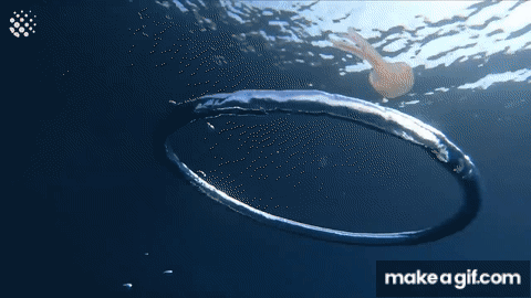 Jellyfish goes for a spin after wrapping itself around bubble ring. on ...