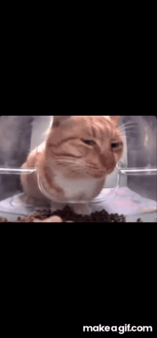 Cat Eating Side Eye On Make A
