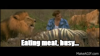 Lion Eating Zebra Gif
