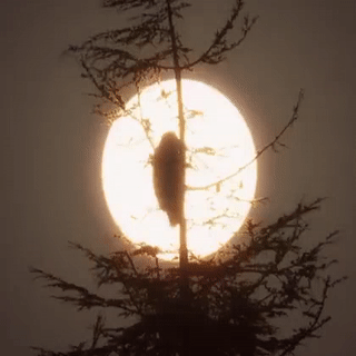monkey tree moon on Make a GIF