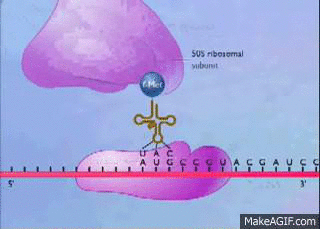 ribosome on Make a GIF