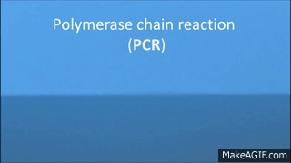 PCR - Polymerase Chain Reaction (IQOG-CSIC) on Make a GIF