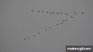 Flying Birds Silhouette 2016