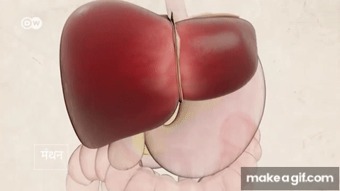 RIP LIVER on Make a GIF
