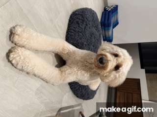 Happy dog on Make a GIF