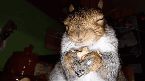 Who run the world? Squirrels. on Make a GIF