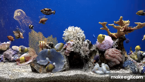 Tropicalfish Tank on Make a GIF
