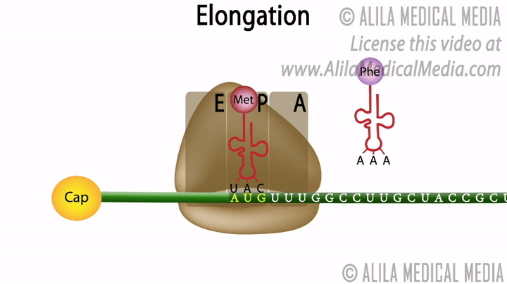 Eukaryotic Translation (Protein Synthesis), Animation. on Make a GIF