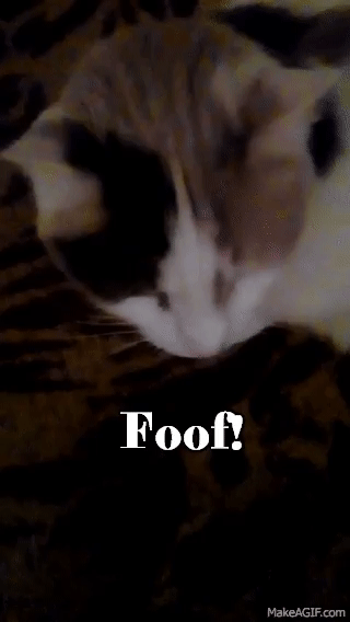 Foof! on Make a GIF