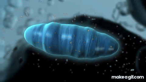 How Mitochondria Produce Energy on Make a GIF
