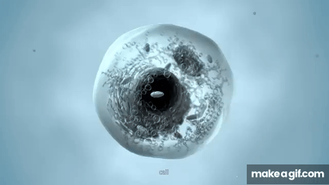 How Mitochondria Produce Energy on Make a GIF