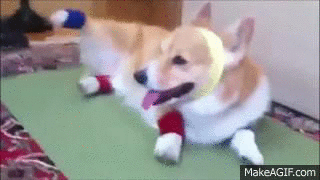 Corgi Leg Lifts on Make a GIF