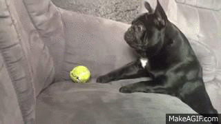 Desperate dog on Make a GIF