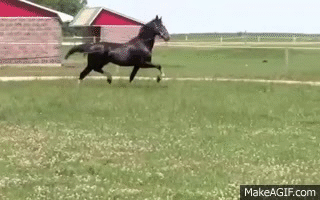 Wilfred Dutch Harness Horse Stallion on Make a GIF