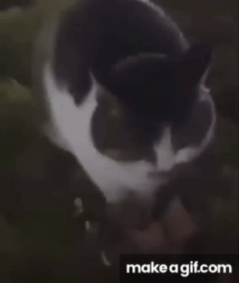 Jiggy on Make a GIF