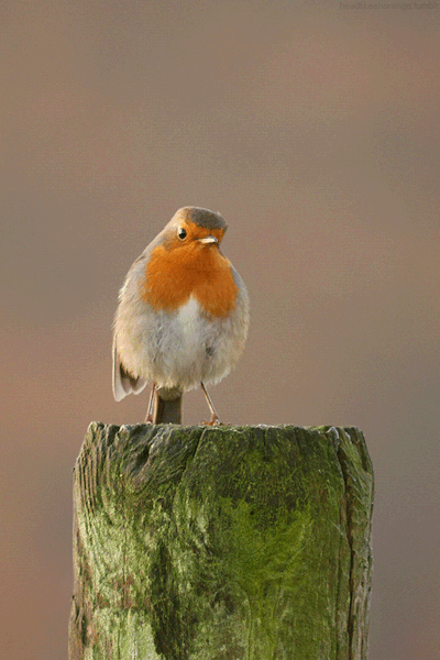 Head Like an Orange - European Robin on Make a GIF
